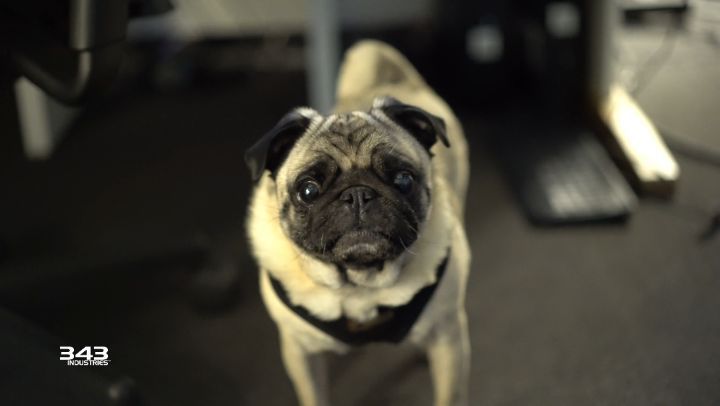 Halo Infinite Developers Hire a Pug to Make Alien Sound Recordings