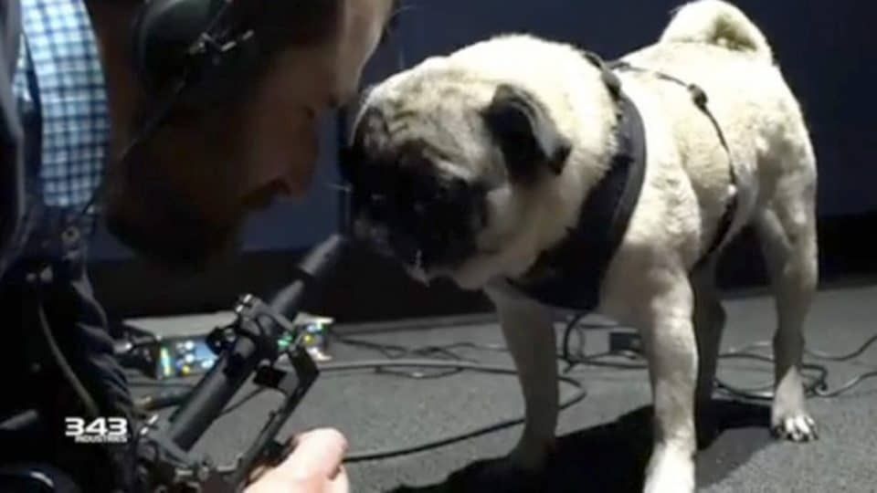 Halo Infinite Developers Hire a Pug to Make Alien Sound Recordings