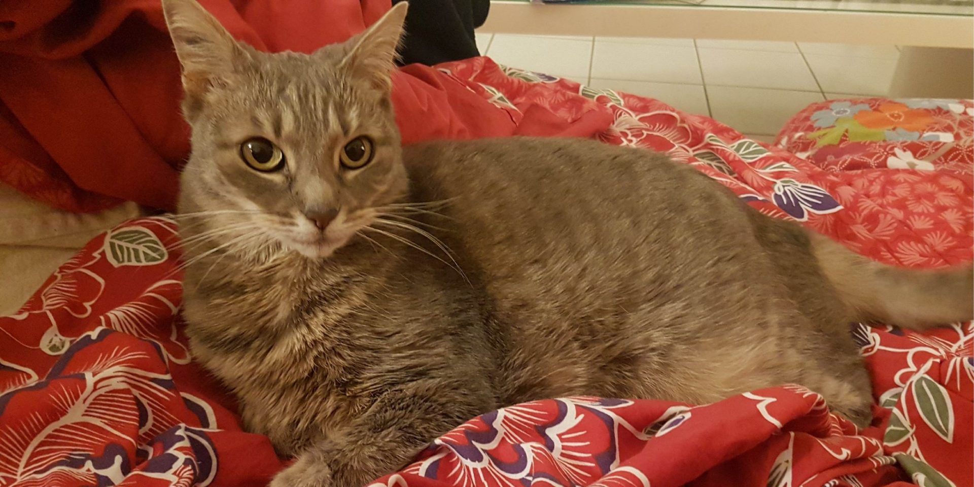 10 Things You Never Knew About The Making Of Stray