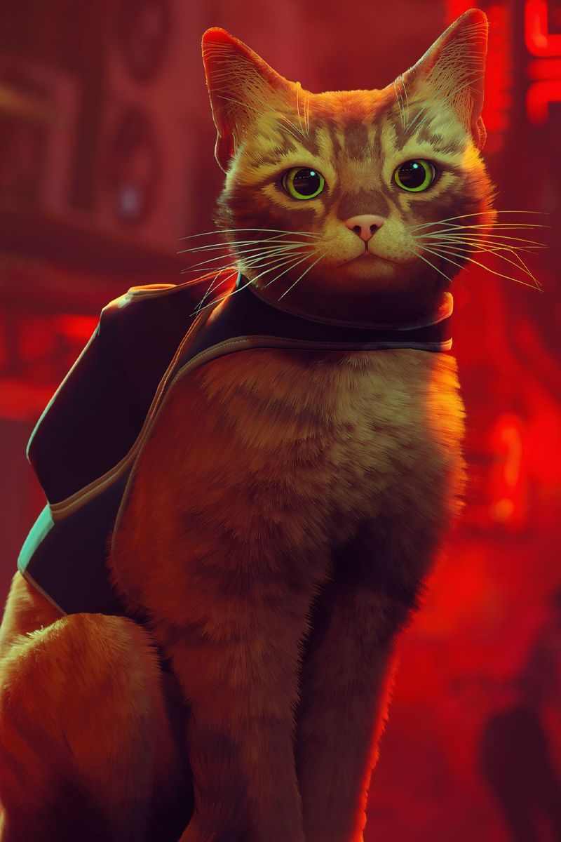 10 Things You Never Knew About The Making Of Stray